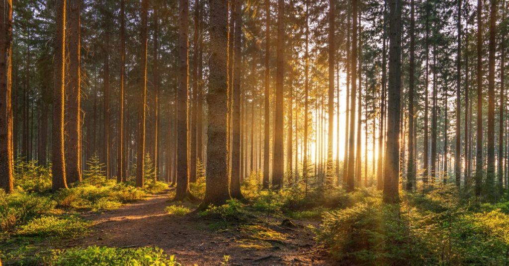 What Are the Different Types of FSC Labels?